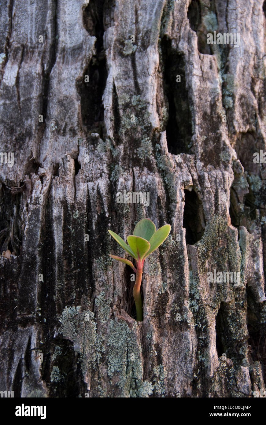 Small plant seedling ermerges from old tree trunk near Kaanapali West ...