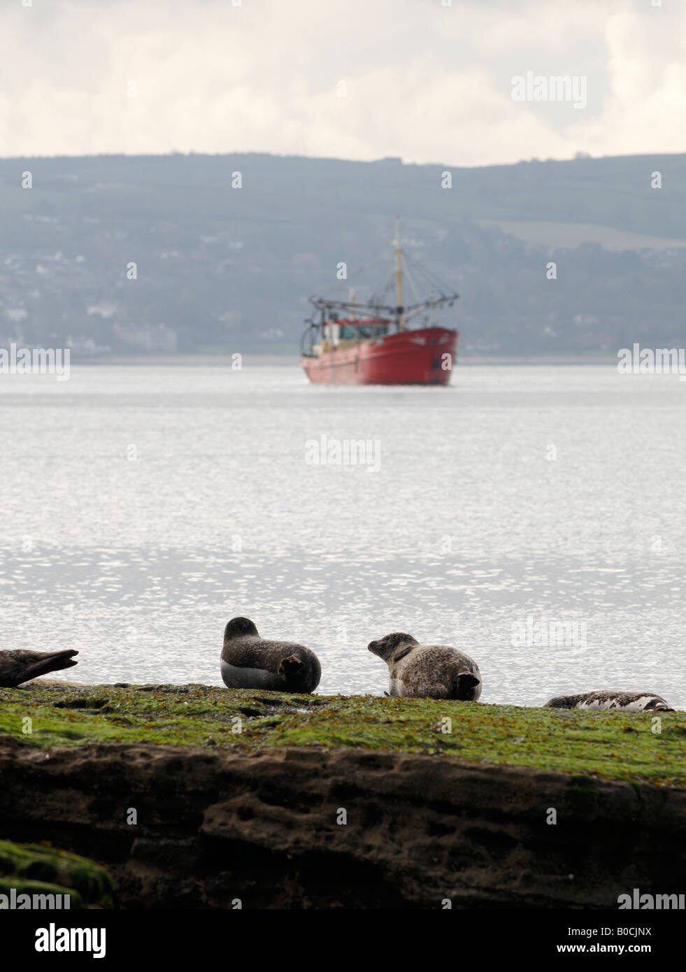 Belfast lough seal hi-res stock photography and images - Alamy
