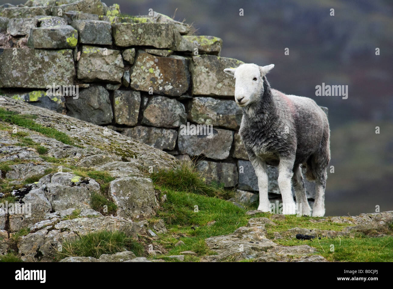 Overgrazing By Sheep High Resolution Stock Photography and Images - Alamy