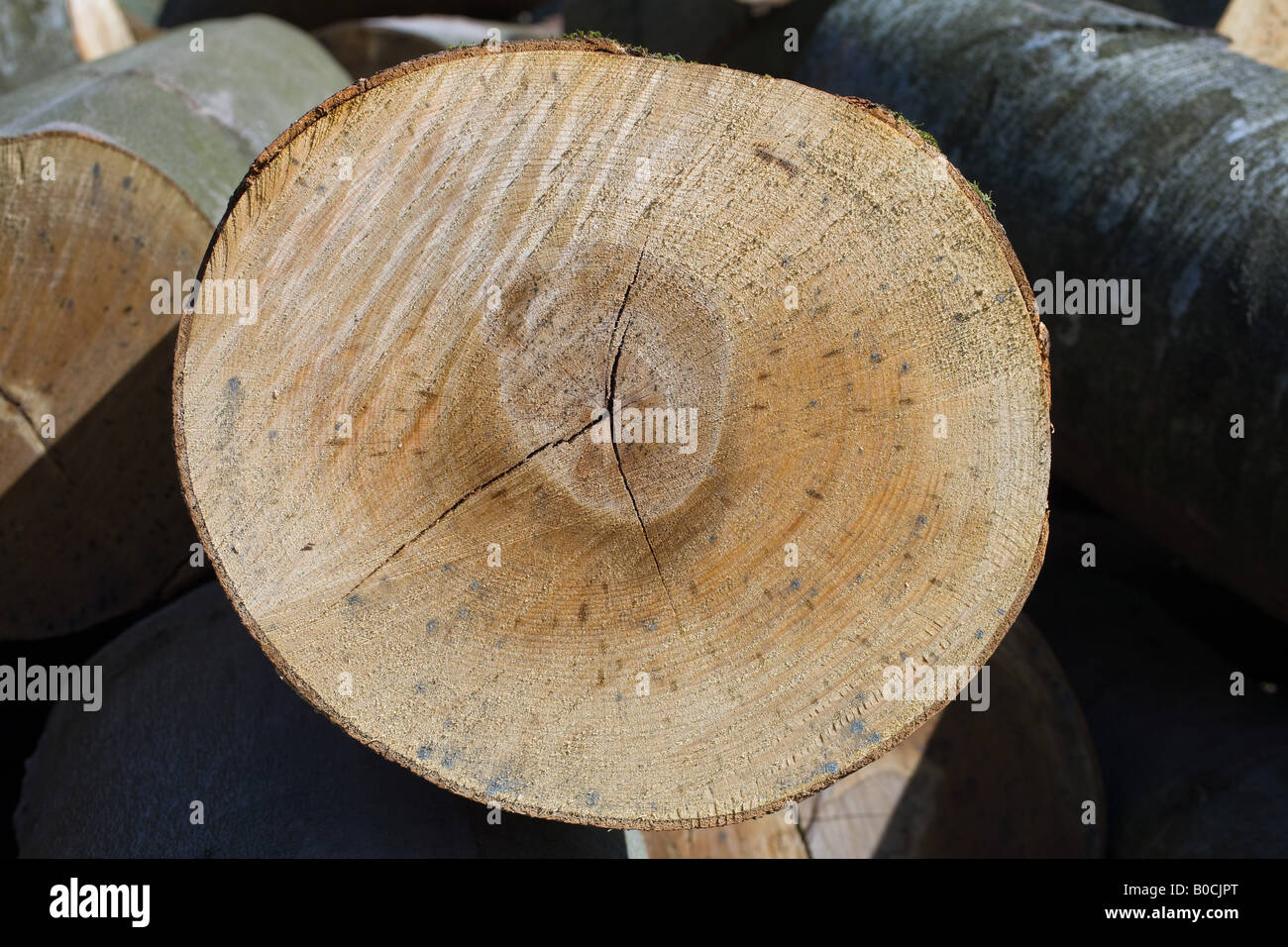 CROSS SECTION OF A BEECH TREE TRUNK SHOWING GROWTH RINGS ALSACE FRANCE ...