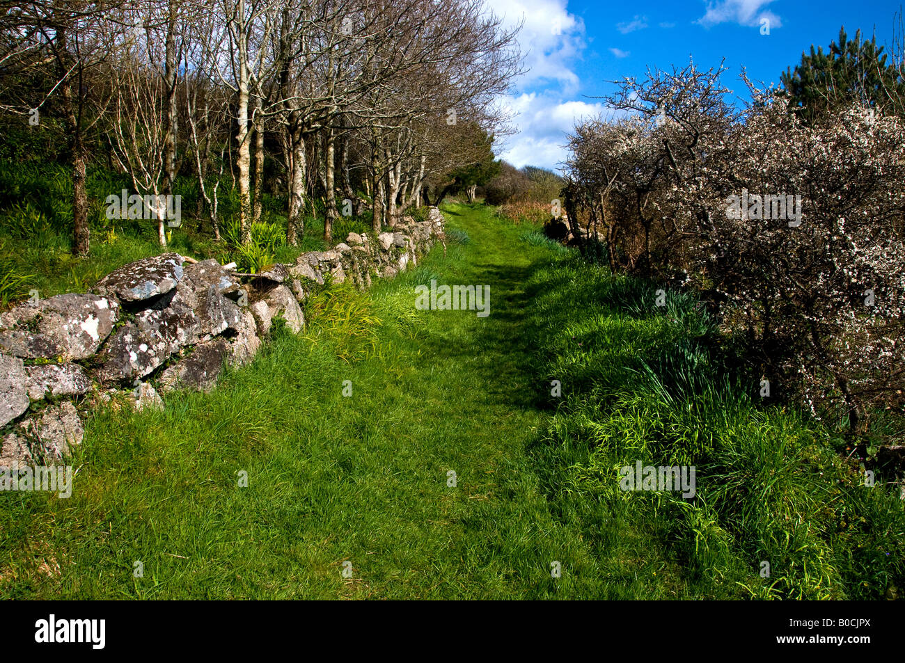 A footpath in Cornish countryside near Lamorna in Cornwall Stock Photo ...