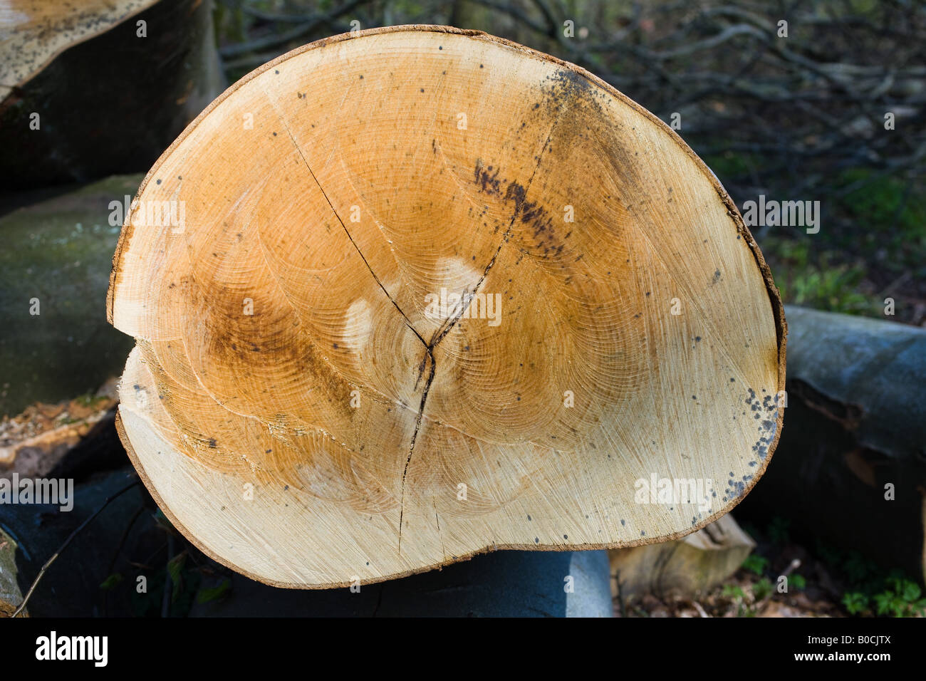 CROSS SECTION OF A BEECH TREE TRUNK SHOWING GROWTH RINGS ALSACE FRANCE ...