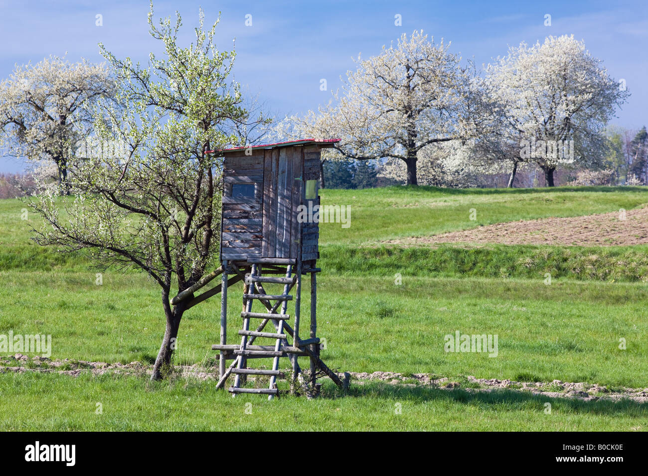Ladder leaning against tree hi-res stock photography and images - Alamy