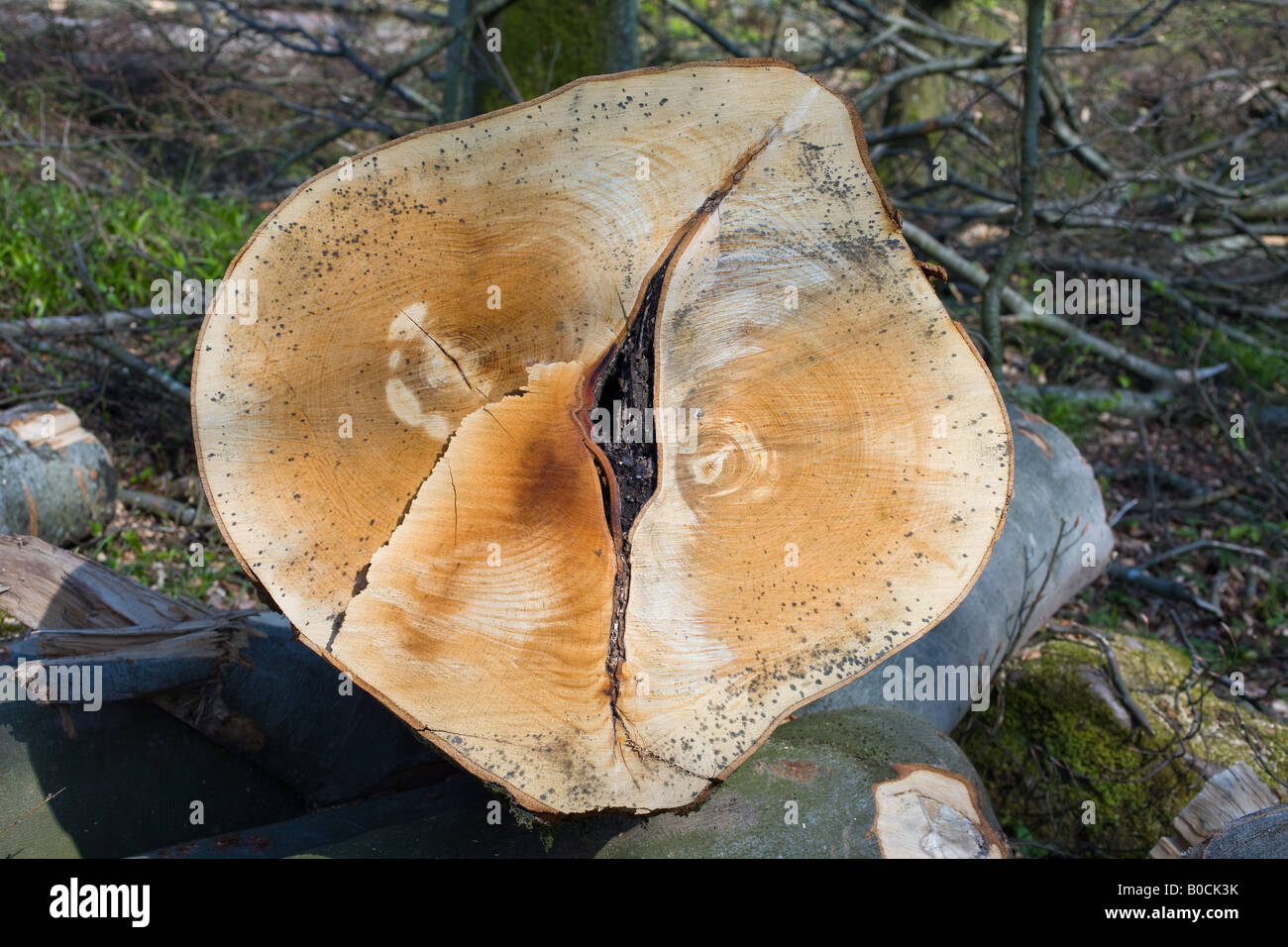 CROSS SECTION OF A BEECH TREE TRUNK SHOWING GROWTH RINGS ALSACE FRANCE ...