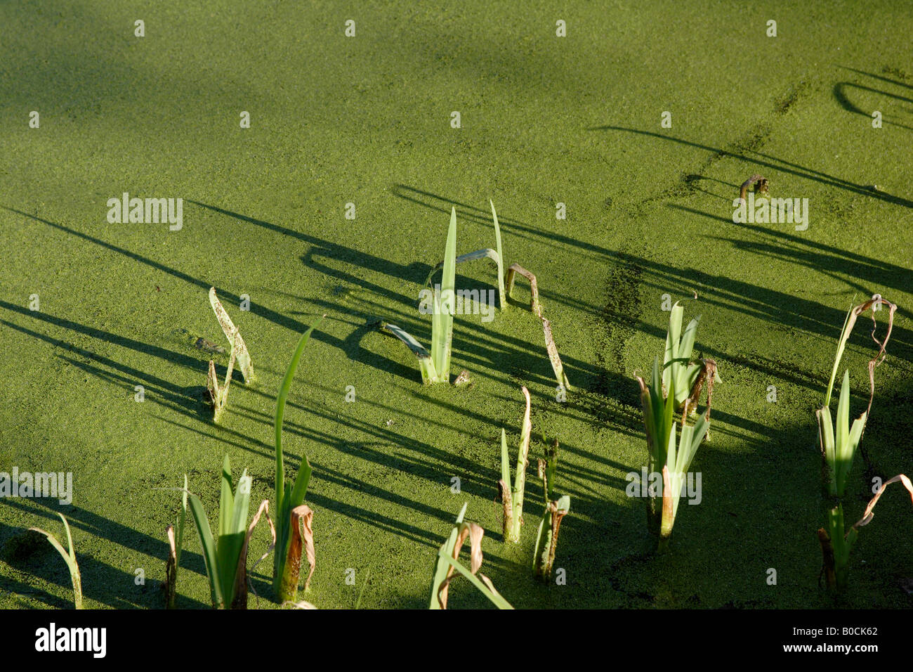 Reeds growing through algae in pond water England UK Stock Photo - Alamy