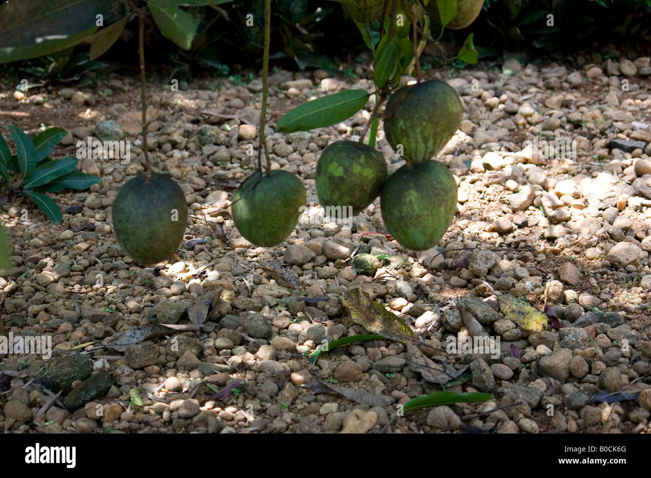 Big mango tree hi-res stock photography and images - Alamy
