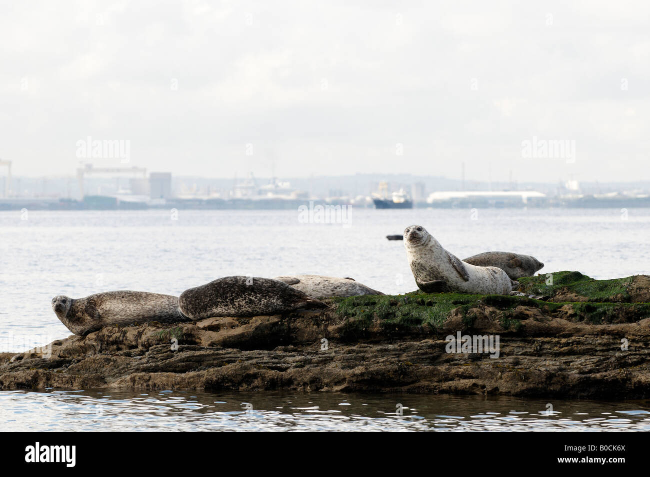 Common seal relaxing hi-res stock photography and images - Alamy