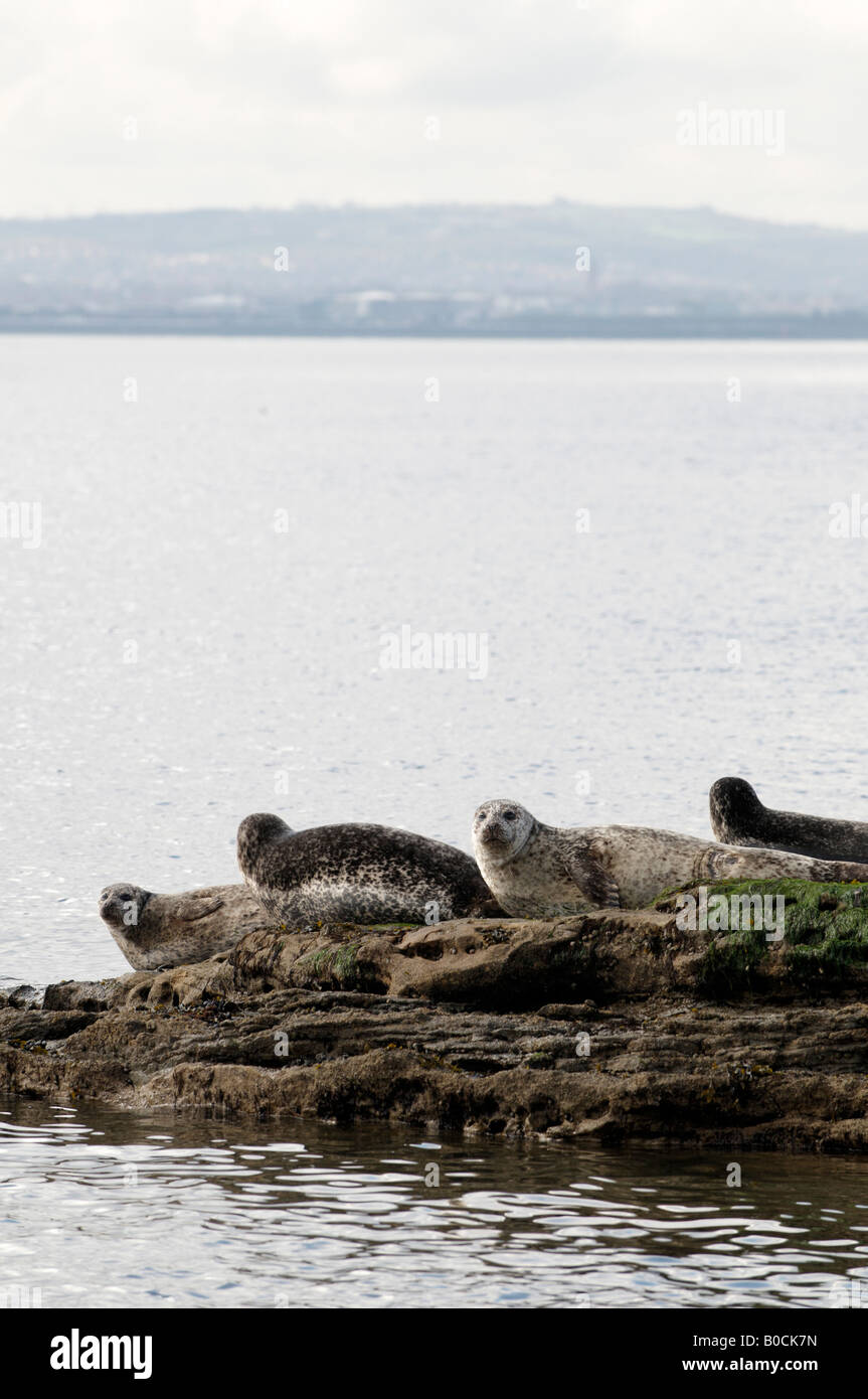 Belfast lough seal hi-res stock photography and images - Alamy