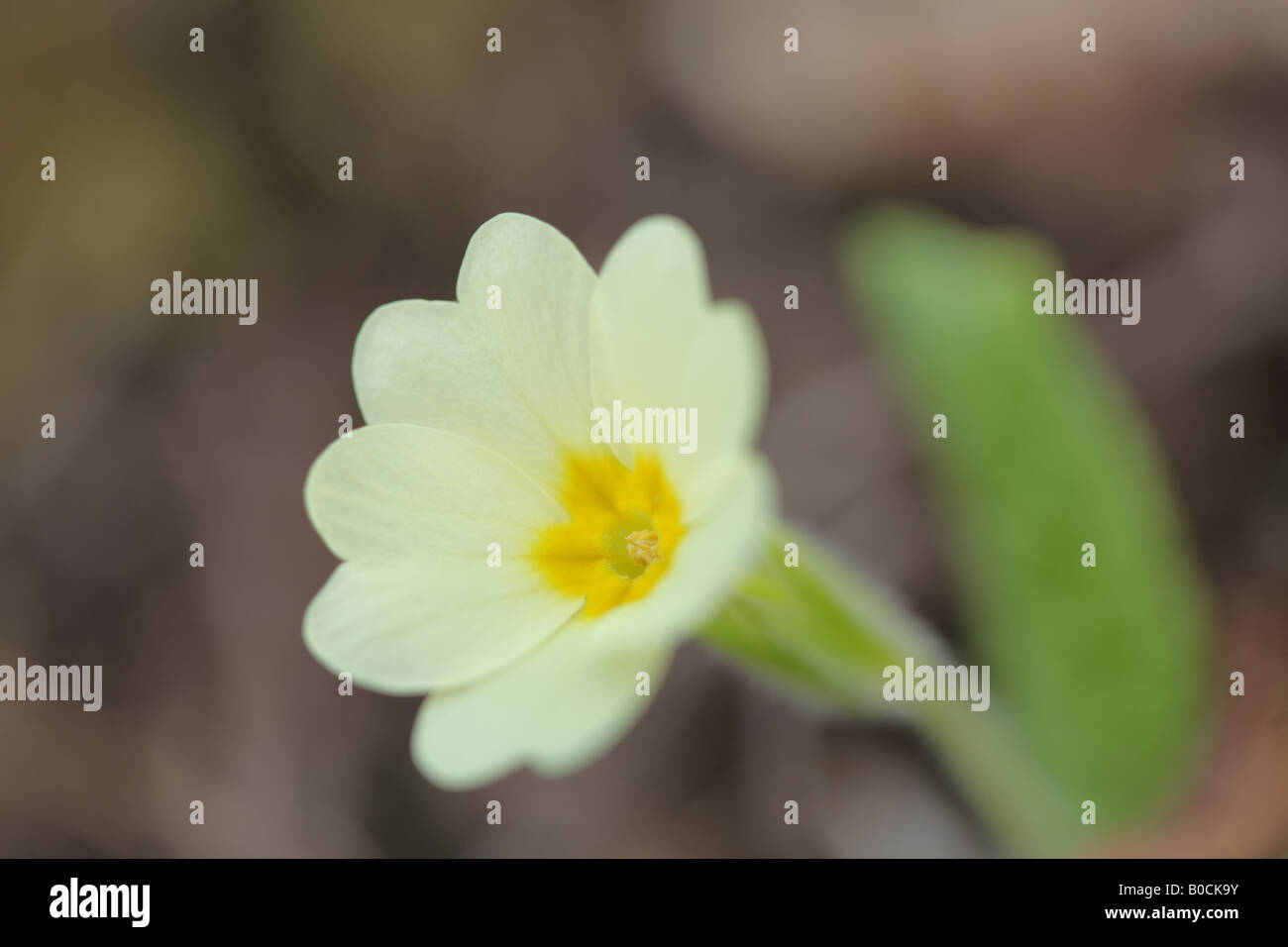 Growth Emergence Budding High Resolution Stock Photography and Images ...