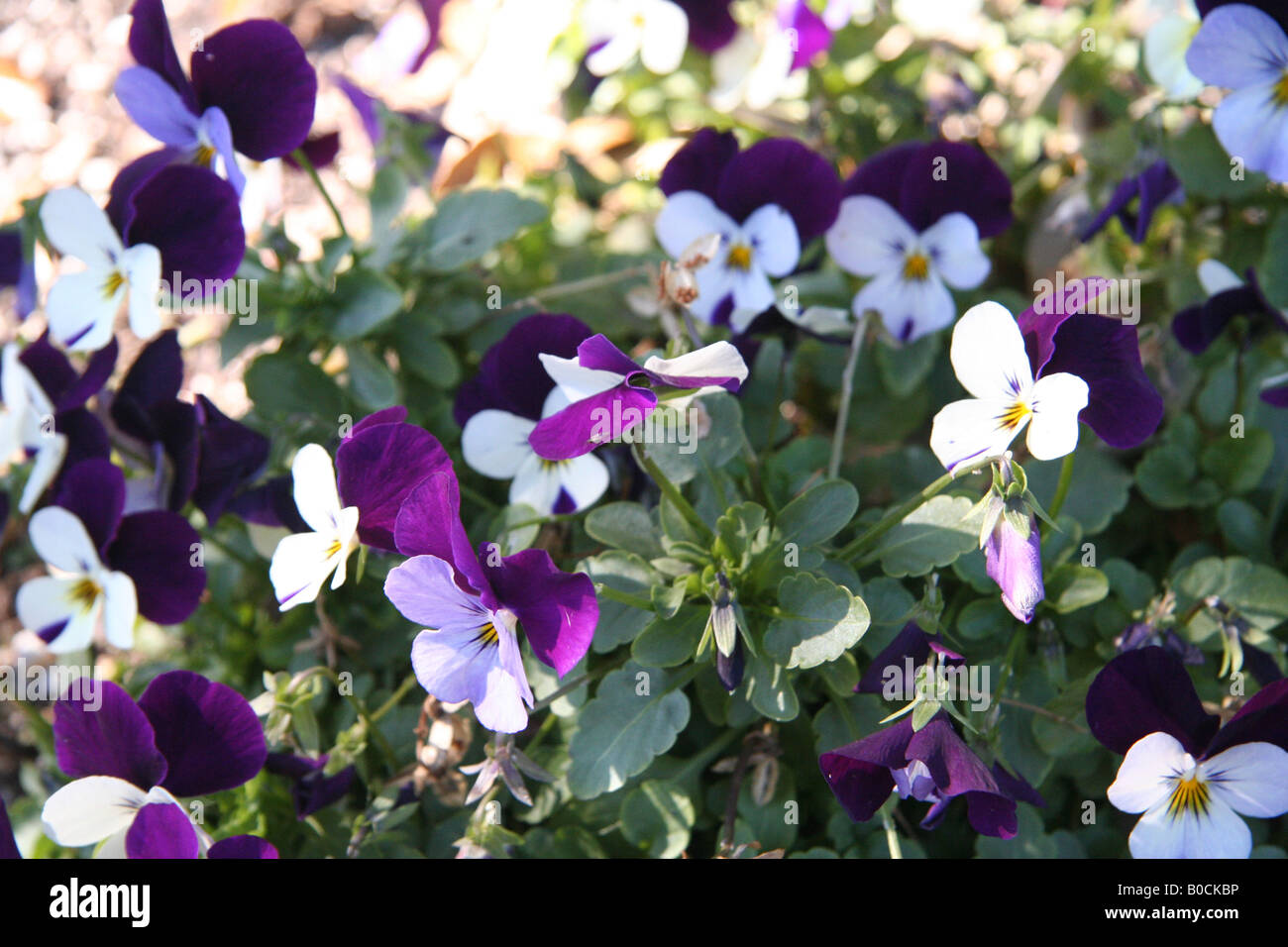 Sunshine and maroon flowers hi-res stock photography and images - Alamy