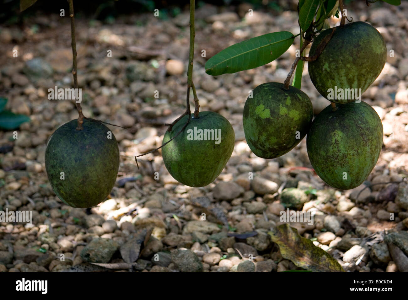 Big mango tree hi-res stock photography and images - Alamy