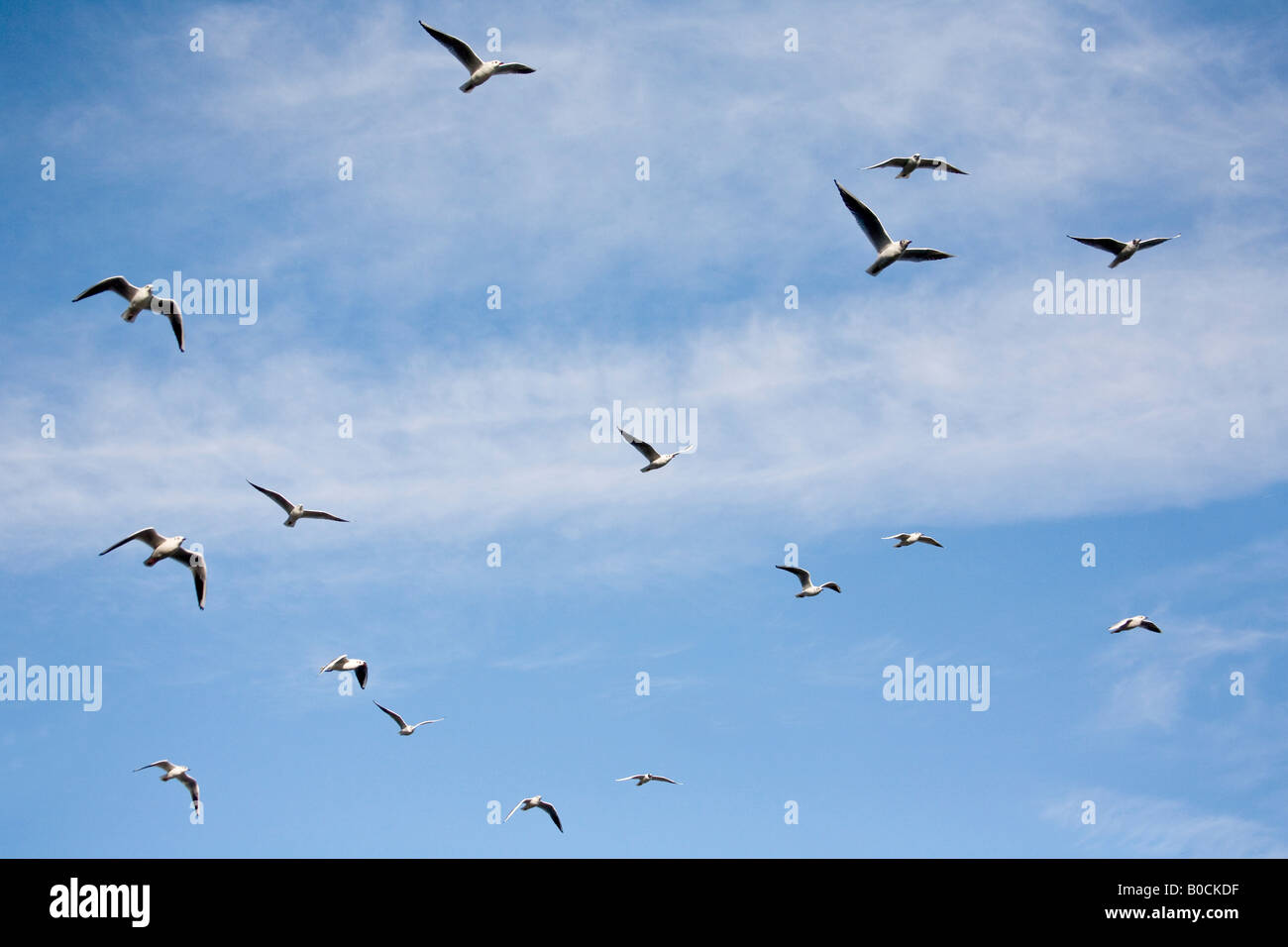 Seagulls in Flight Stock Photo - Alamy