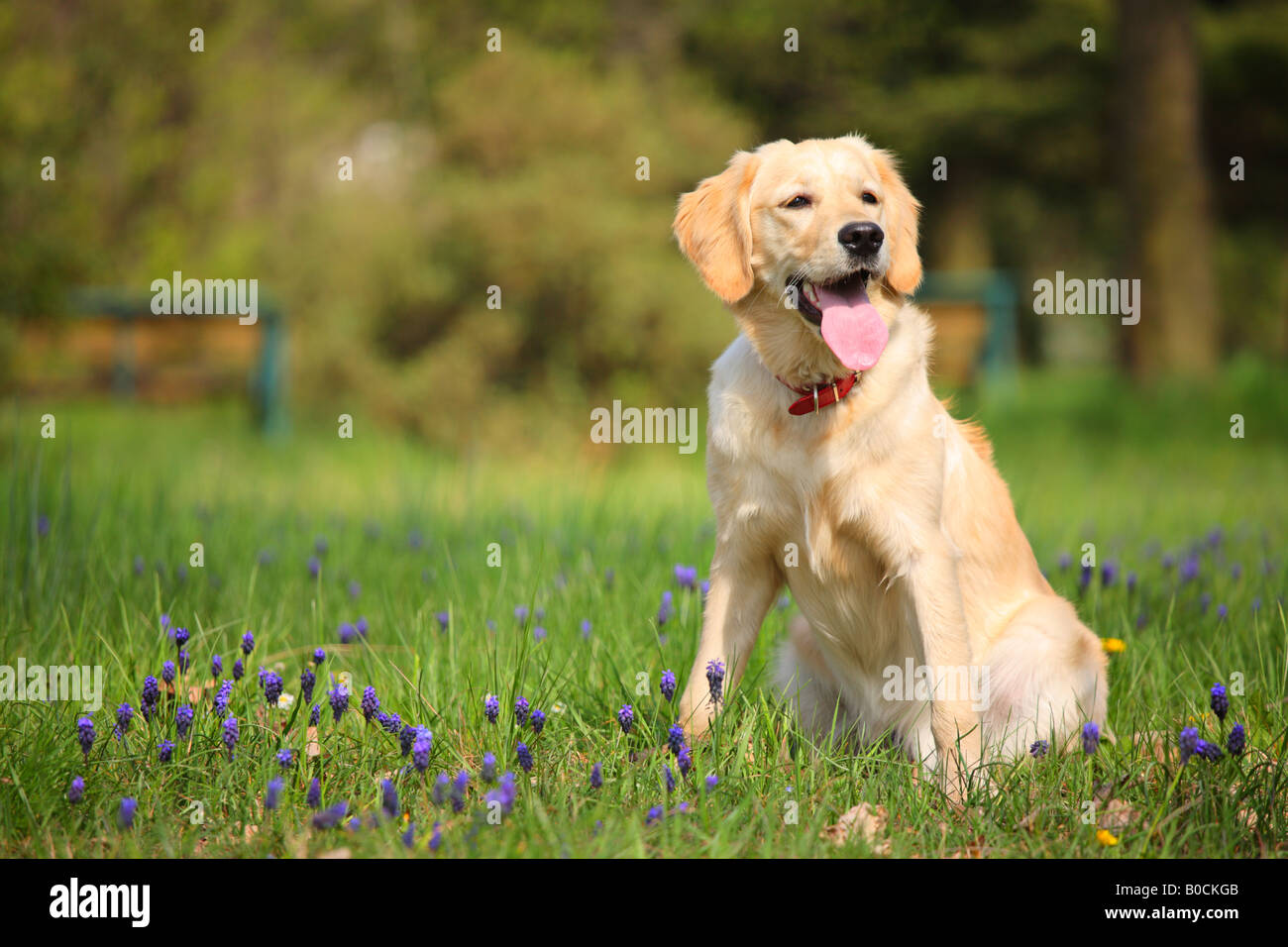 Yellow Labrador retriever resting Stock Photo - Alamy