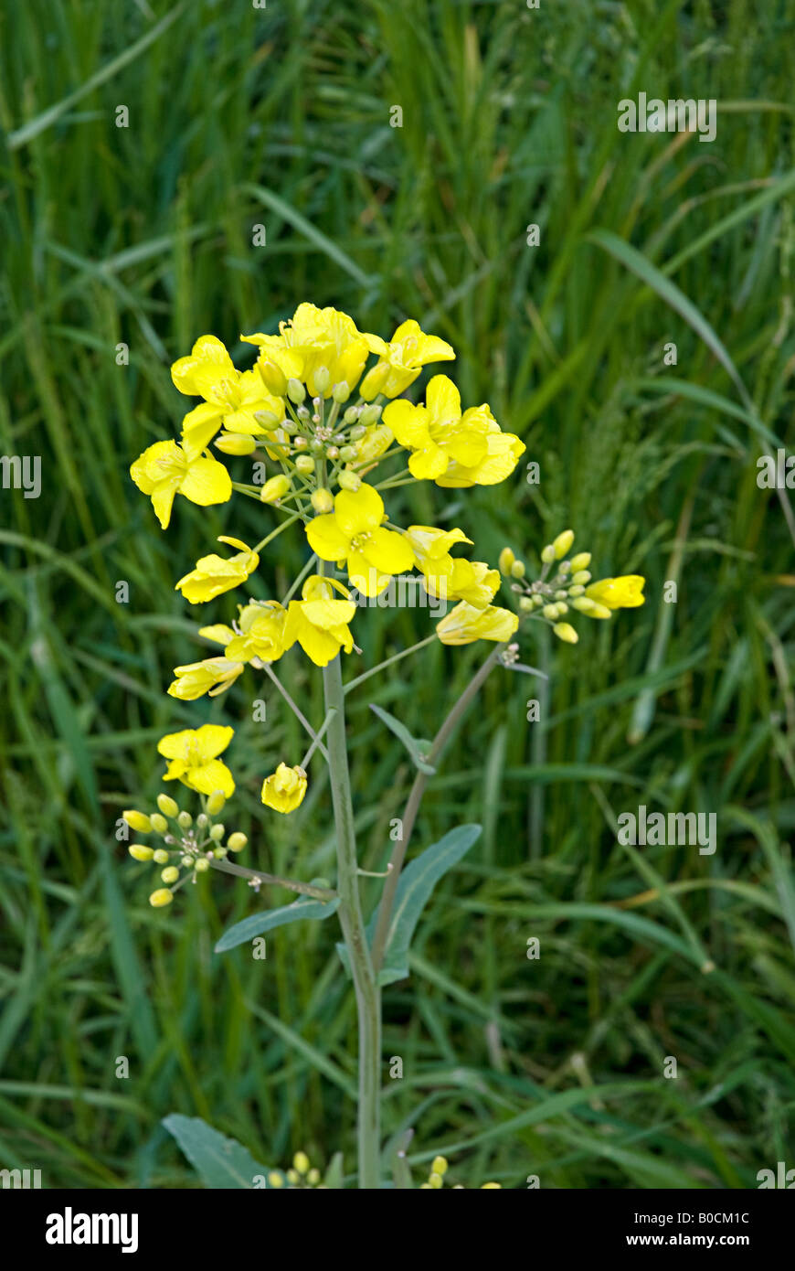 Rapeseed growing in a field hi-res stock photography and images - Alamy
