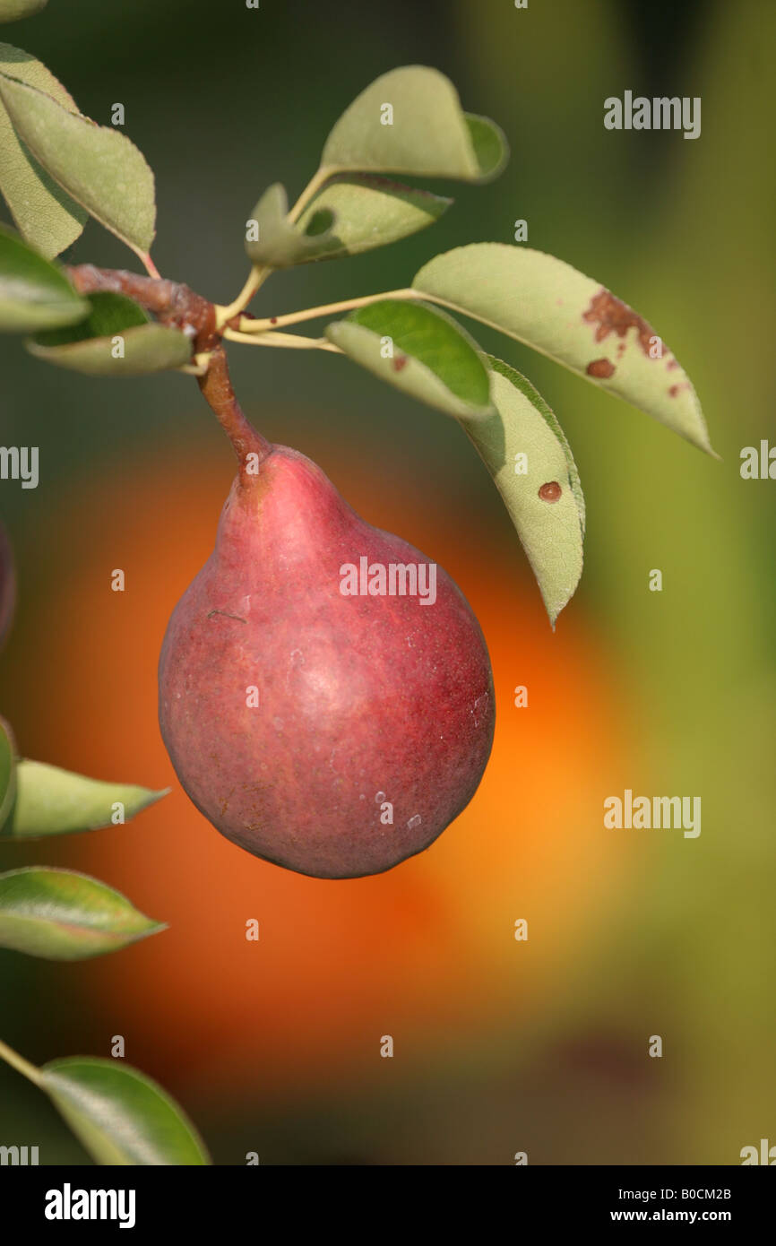 Fruit on Red Williams pear tree Stock Photo - Alamy