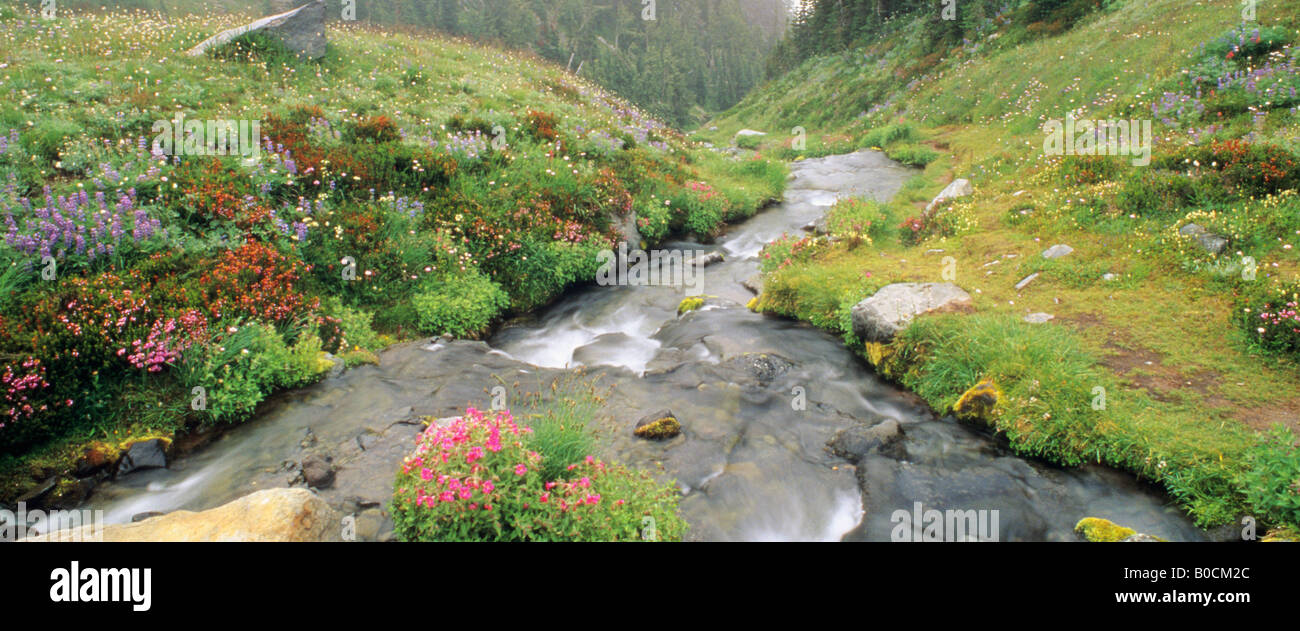 Stream and wildflowers along the Wonderland Trail, Summerland meadow ...