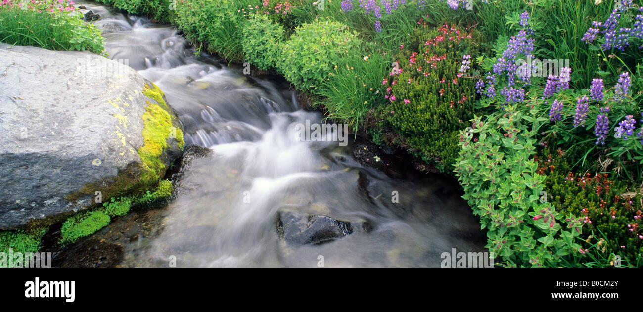 Wildflowers and stream, Summerland Meadow, Mount Rainier National Park ...