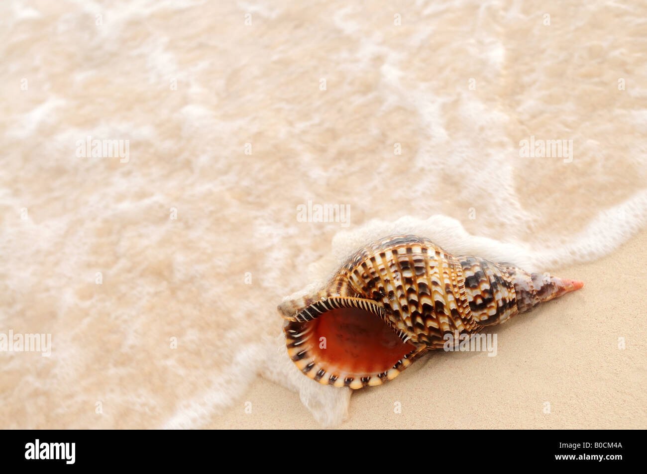 Seashell and ocean wave on sandy tropical beach Stock Photo - Alamy