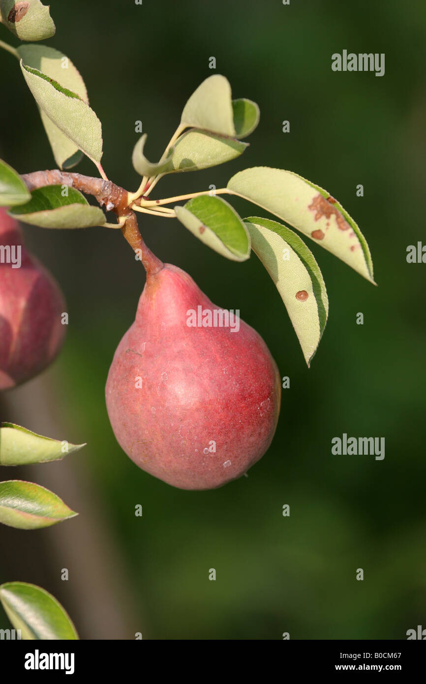 Fruit on Red Williams pear tree Stock Photo - Alamy