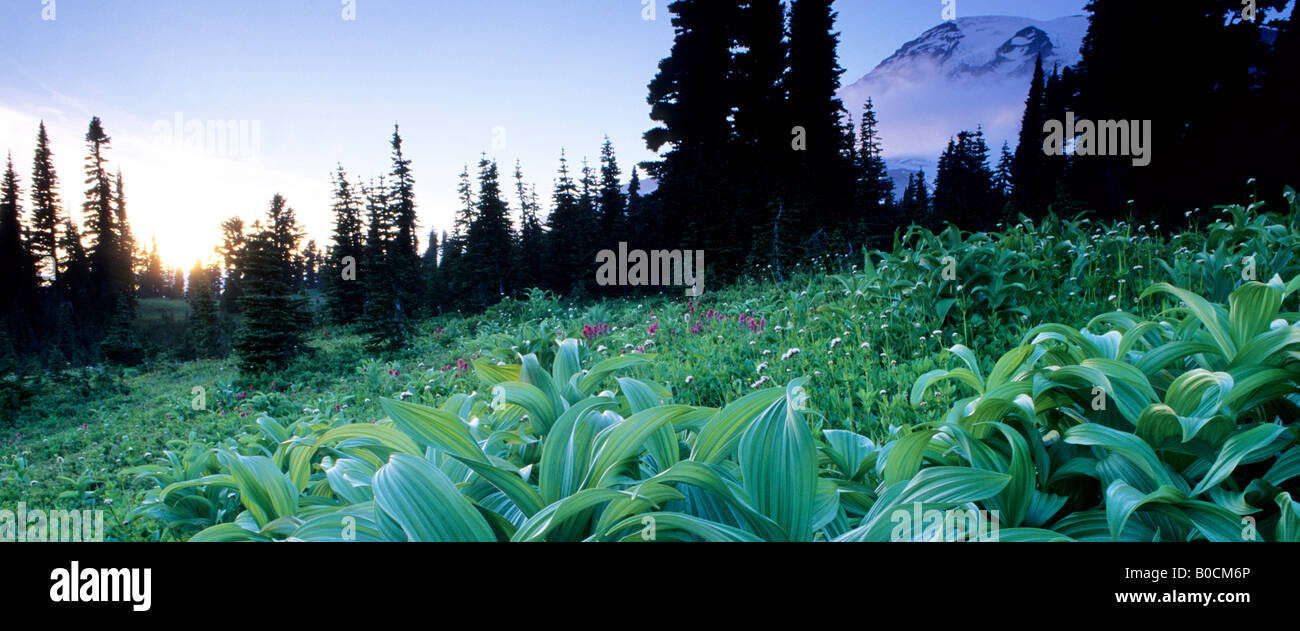 Veratrum viride (Indian Poke, Indian Hellebore, False Hellebore, Green ...