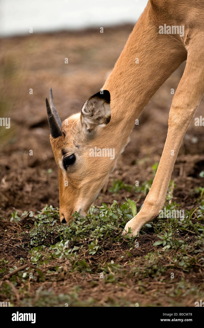 Impala ram hi-res stock photography and images - Alamy