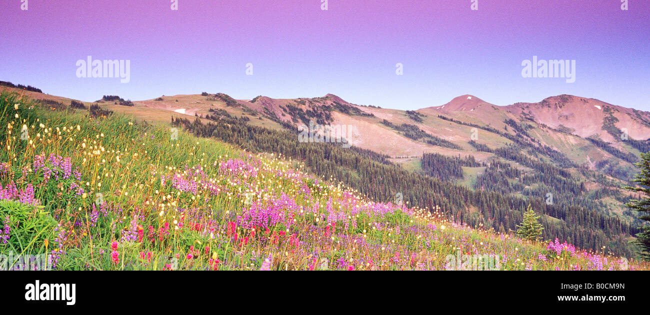 Sunset over Hurricane Ridge, Olympic National Park, Washington State ...