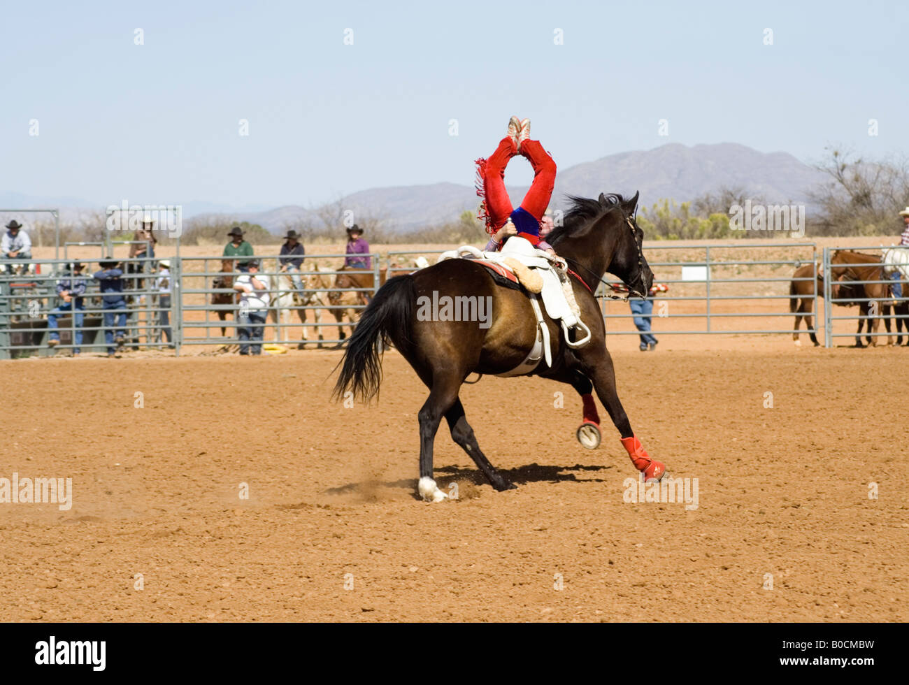 Trick horse hi-res stock photography and images - Alamy