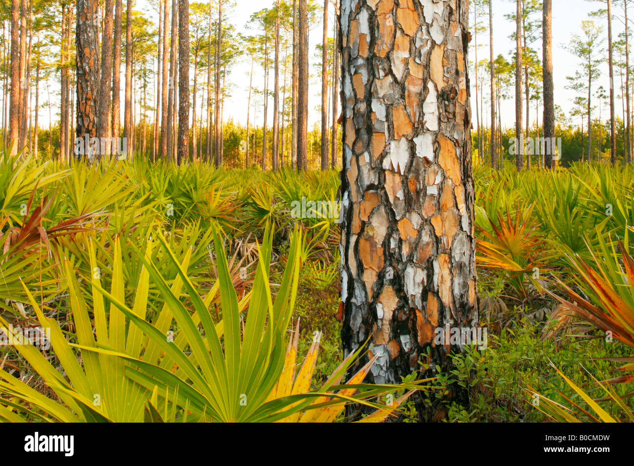 Slash Pine (Pinus elliottii) and Palmetto at sunrise, Okefenokee swamp ...