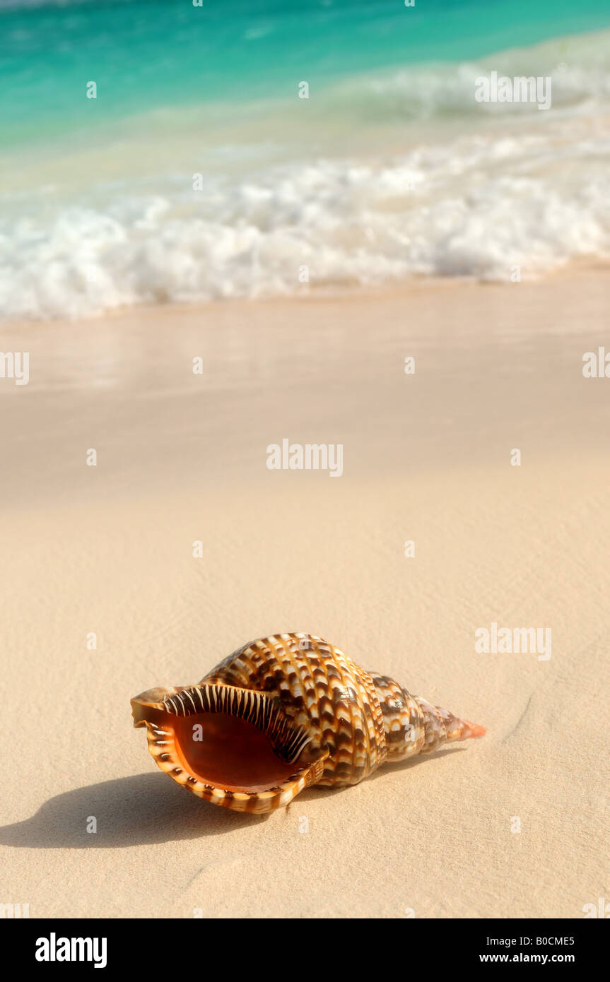 Seashell and ocean wave on sandy tropical beach Stock Photo - Alamy