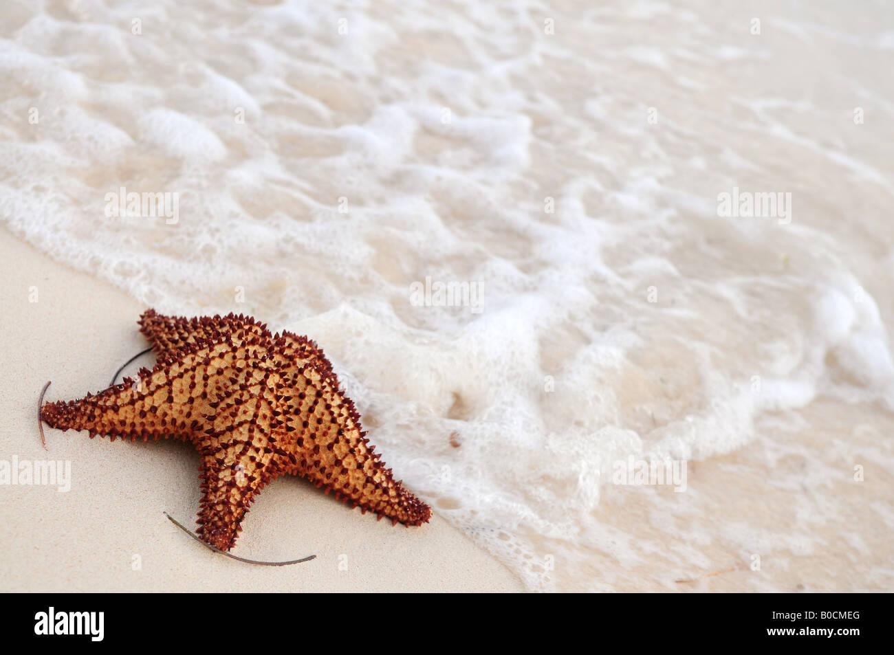 Starfish and ocean wave on sandy tropical beach Stock Photo - Alamy