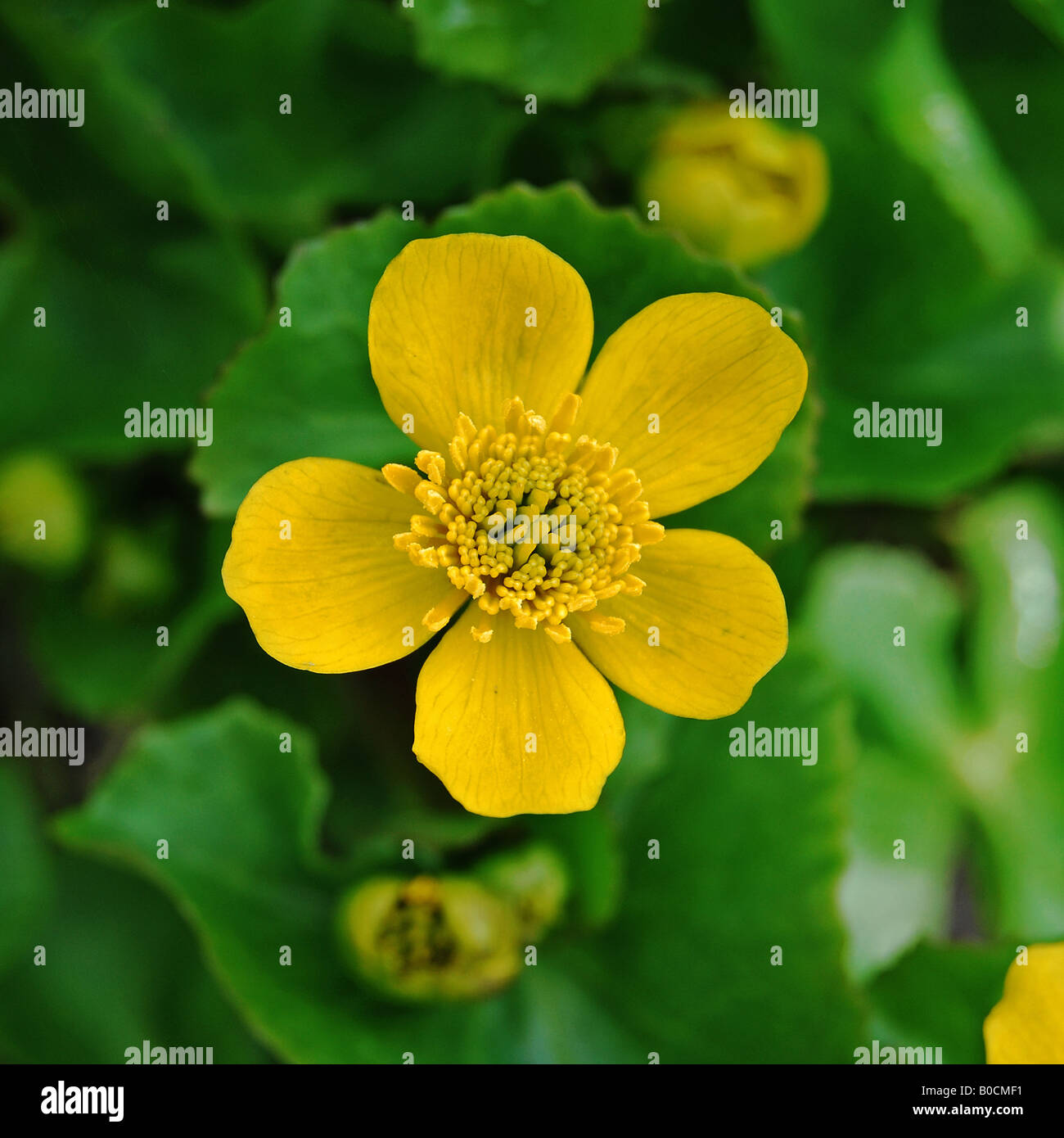 Caltha palustris (Marsh Marigold Stock Photo - Alamy