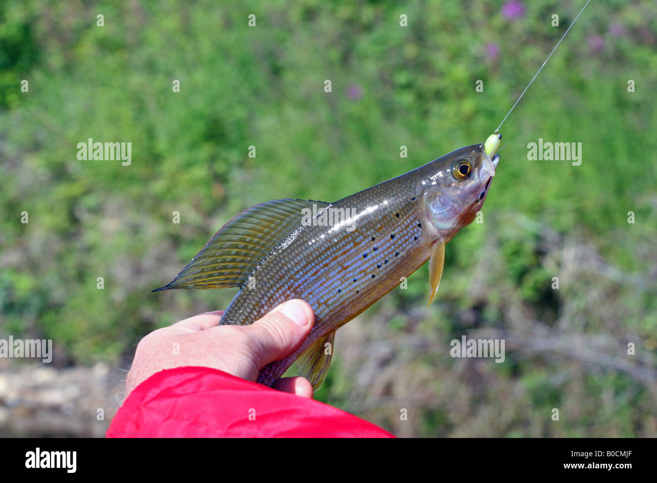 Grayling fish hi-res stock photography and images - Alamy
