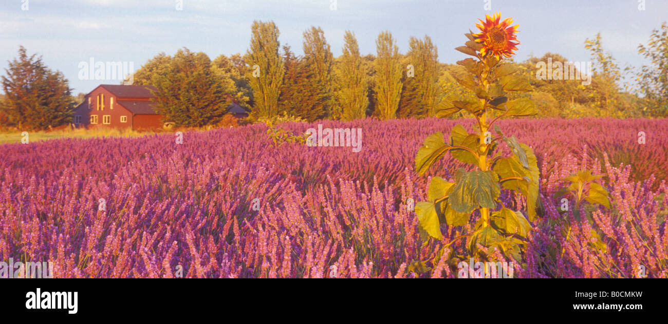 Lavender farm in Sequim, Washington Stock Photo - Alamy