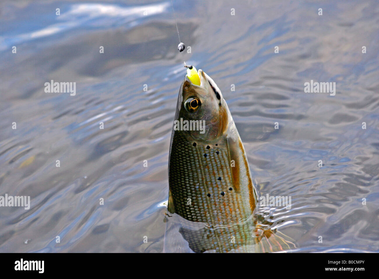 Grayling closeup from water Stock Photo - Alamy