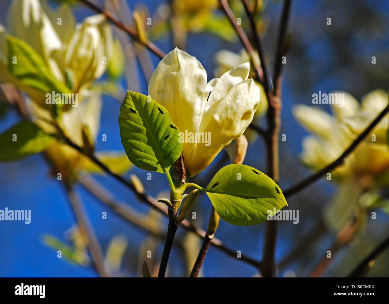 Magnolia denudata 'Yellow River' Stock Photo - Alamy
