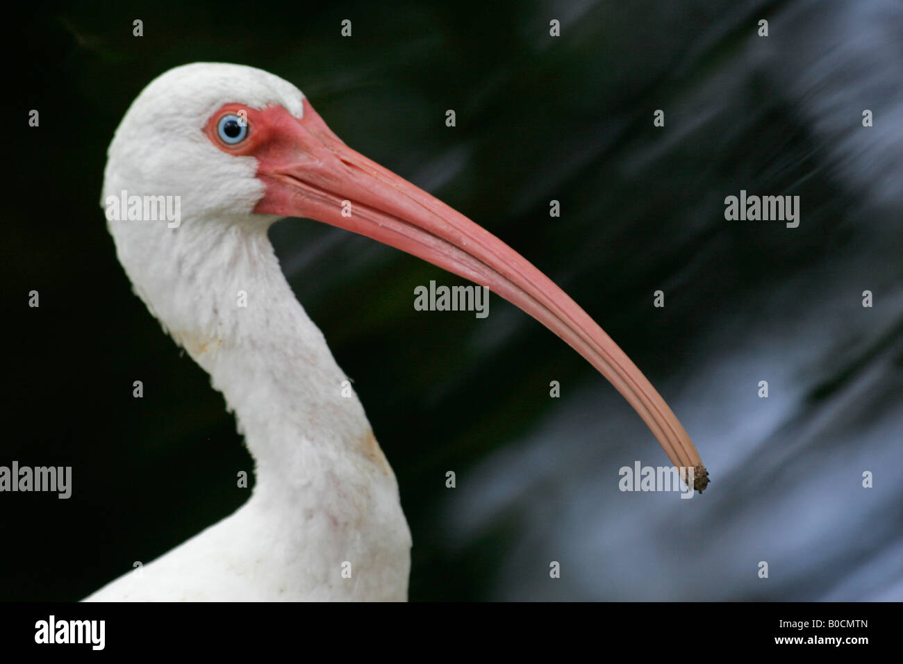 Red ibis and egrets hi-res stock photography and images - Alamy