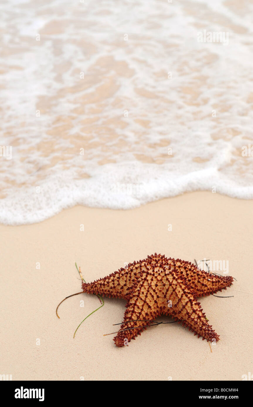 Starfish and ocean wave on sandy tropical beach Stock Photo - Alamy