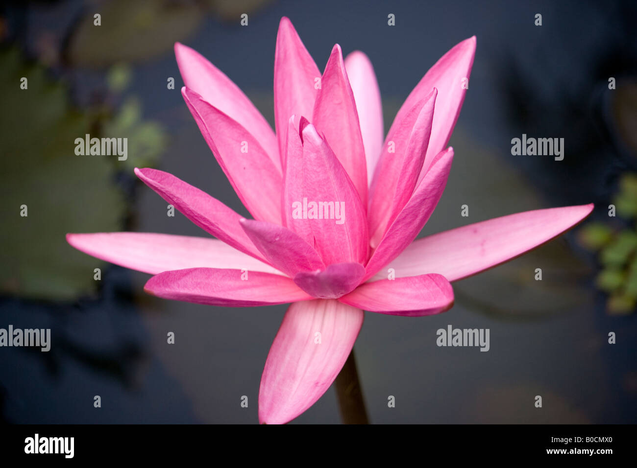 A pink water lily Stock Photo - Alamy