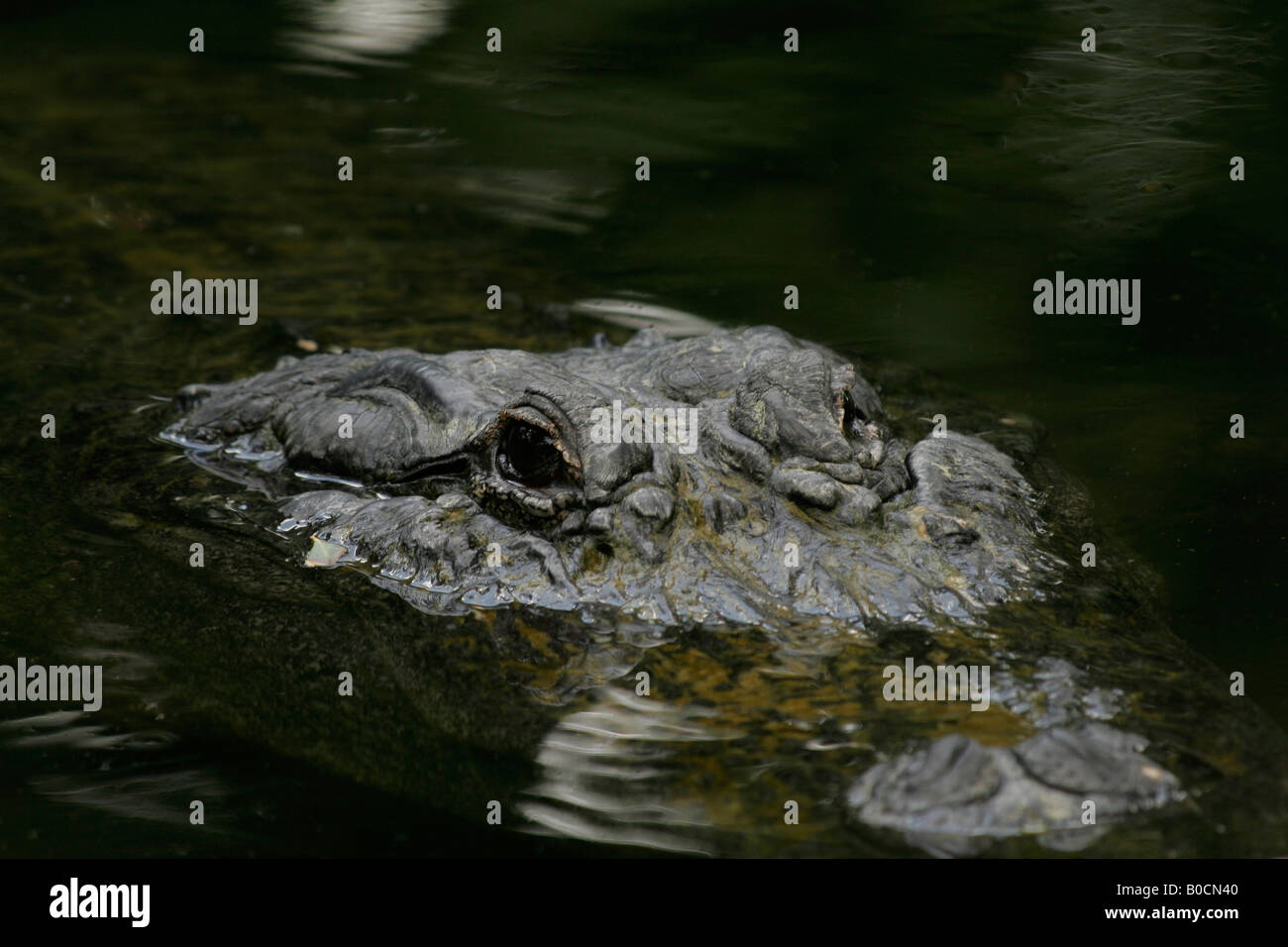 Alligator eyes hi-res stock photography and images - Alamy