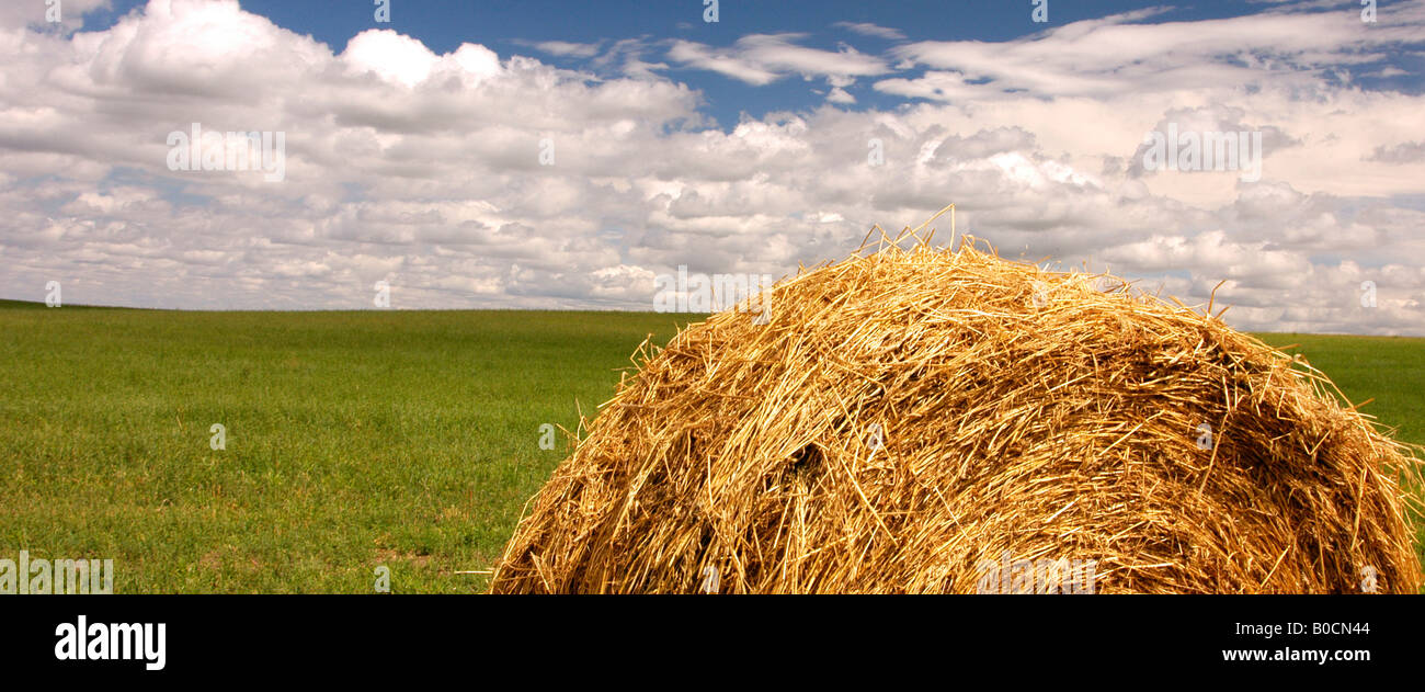 Round hay bale western Nebraska Stock Photo - Alamy