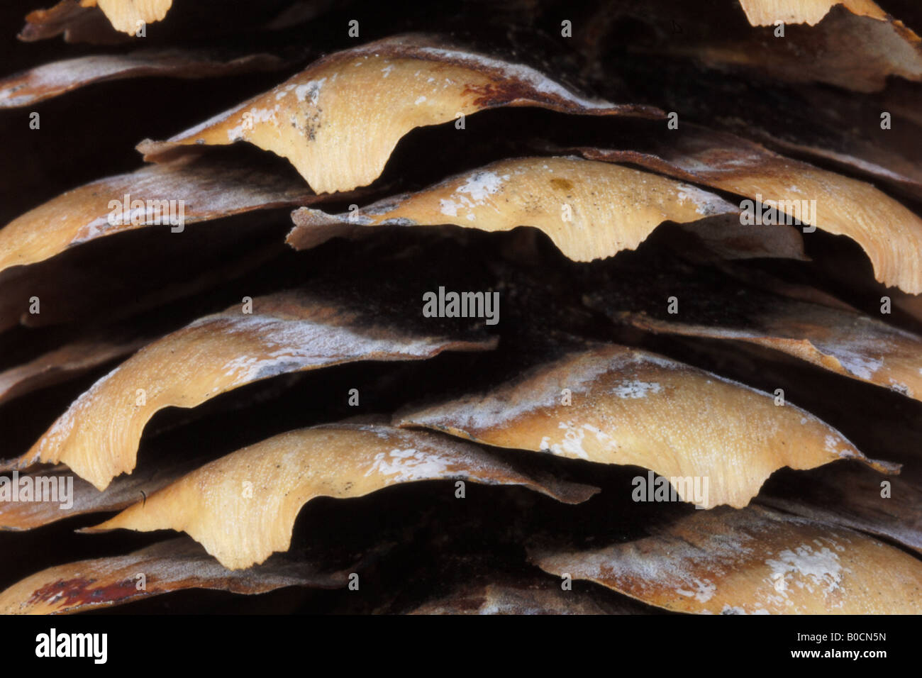 pigna strobilo abete rosso Picea excelsa particolare close-up Parco ...