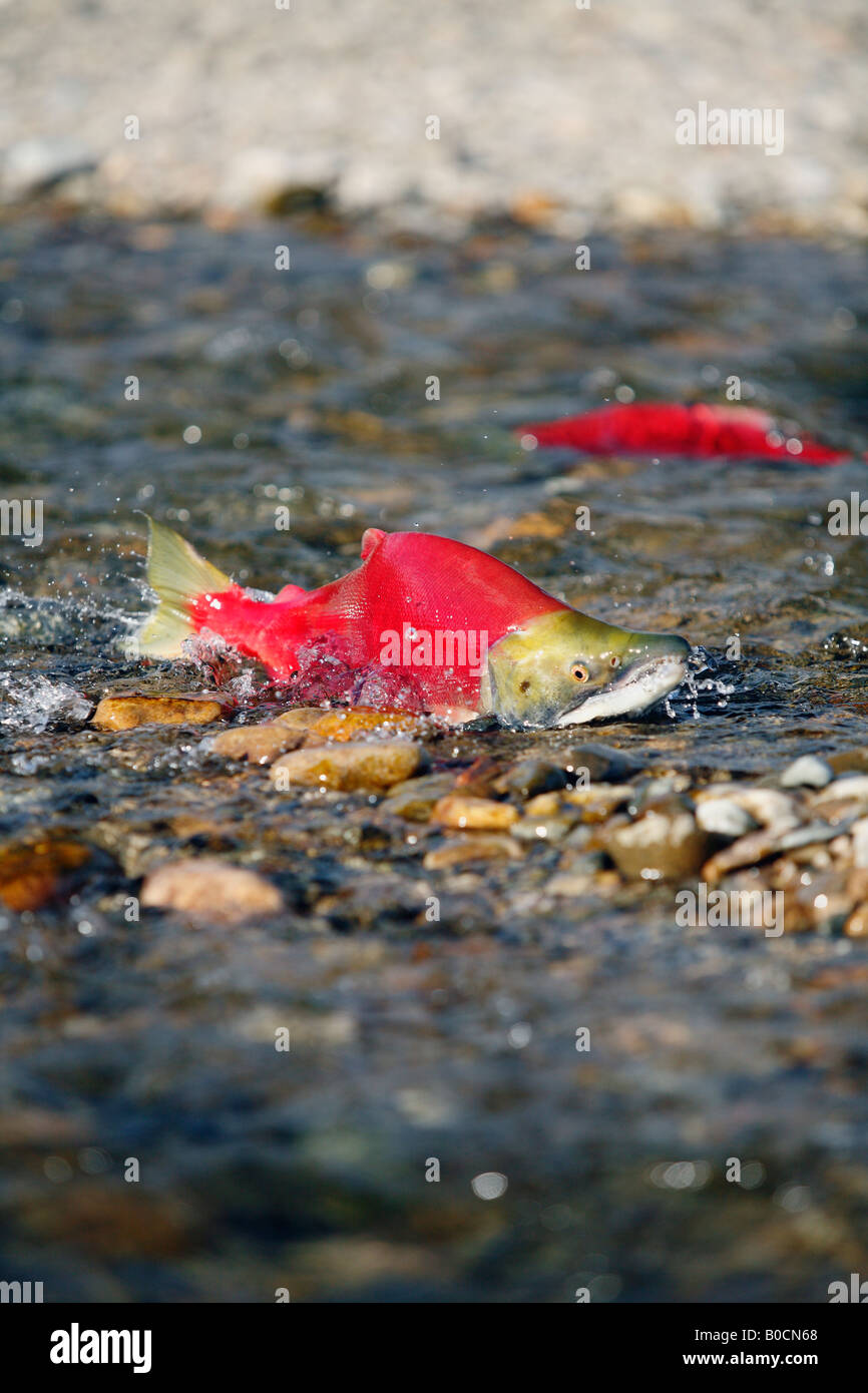 Stuggles hi-res stock photography and images - Alamy