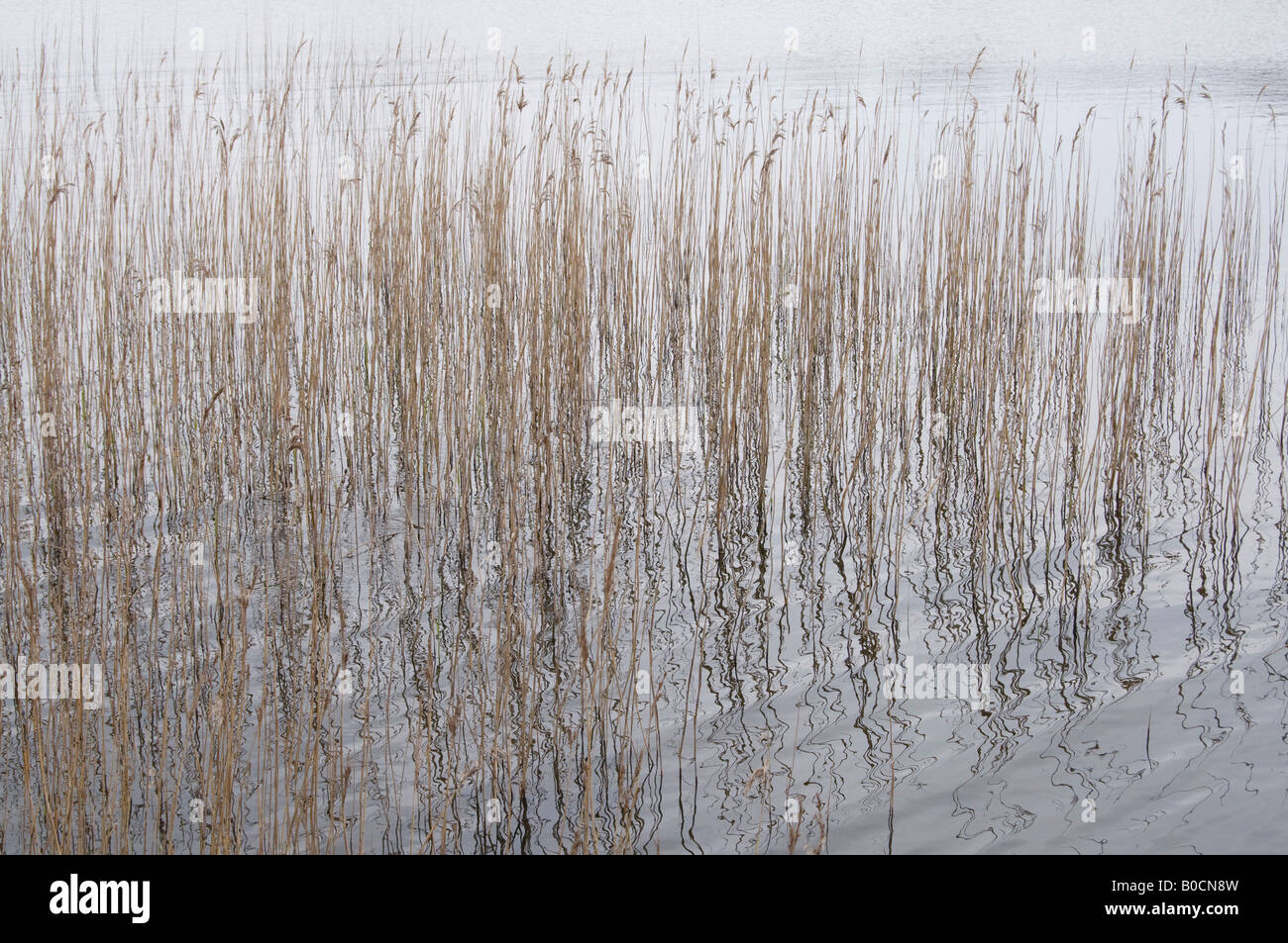 Reeds roseaux hi-res stock photography and images - Alamy