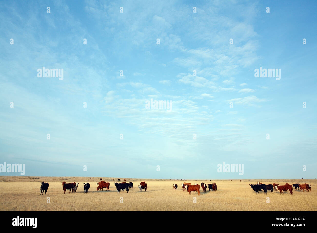 Cattle ranch southern alberta hi-res stock photography and images - Alamy
