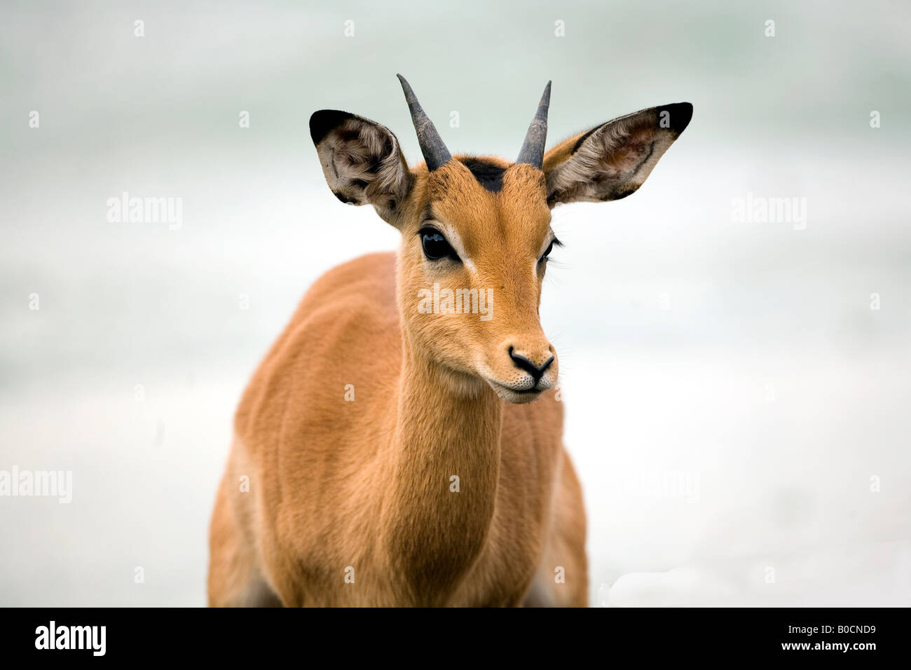 Impala young hi-res stock photography and images - Alamy