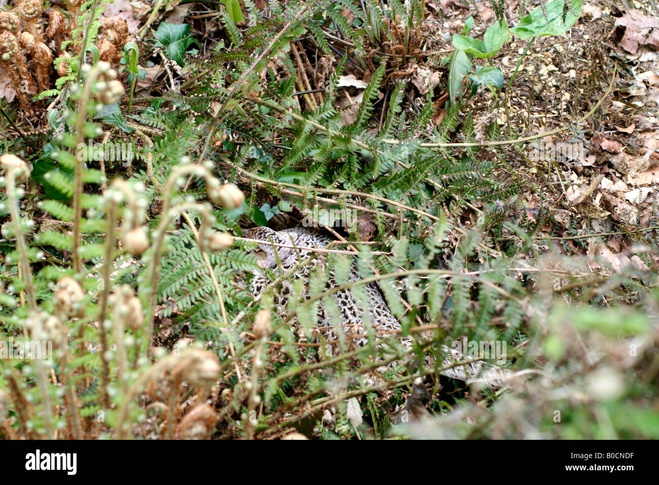 Female pheasant nest hi-res stock photography and images - Alamy