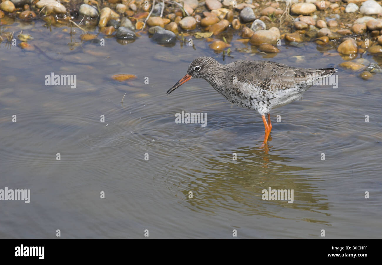 Wading red shank hi-res stock photography and images - Alamy