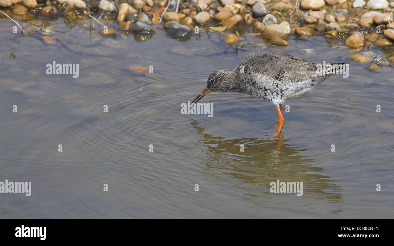 Red shank bird hi-res stock photography and images - Alamy