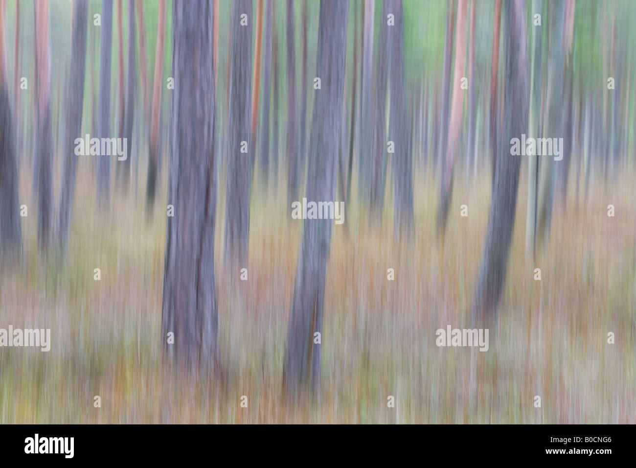 Impression of Scots pine woodland Stock Photo - Alamy