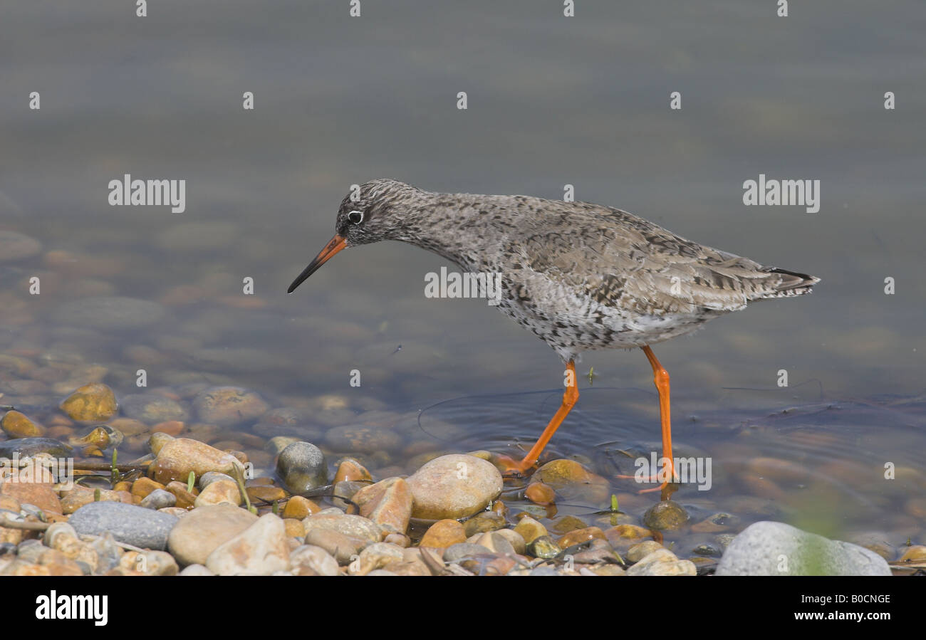 Foo bill hi-res stock photography and images - Alamy